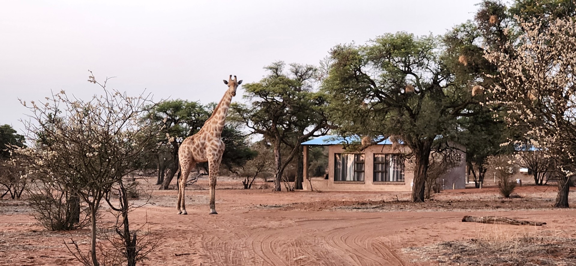 Gallery – Jansen Kalahari Guest Farm